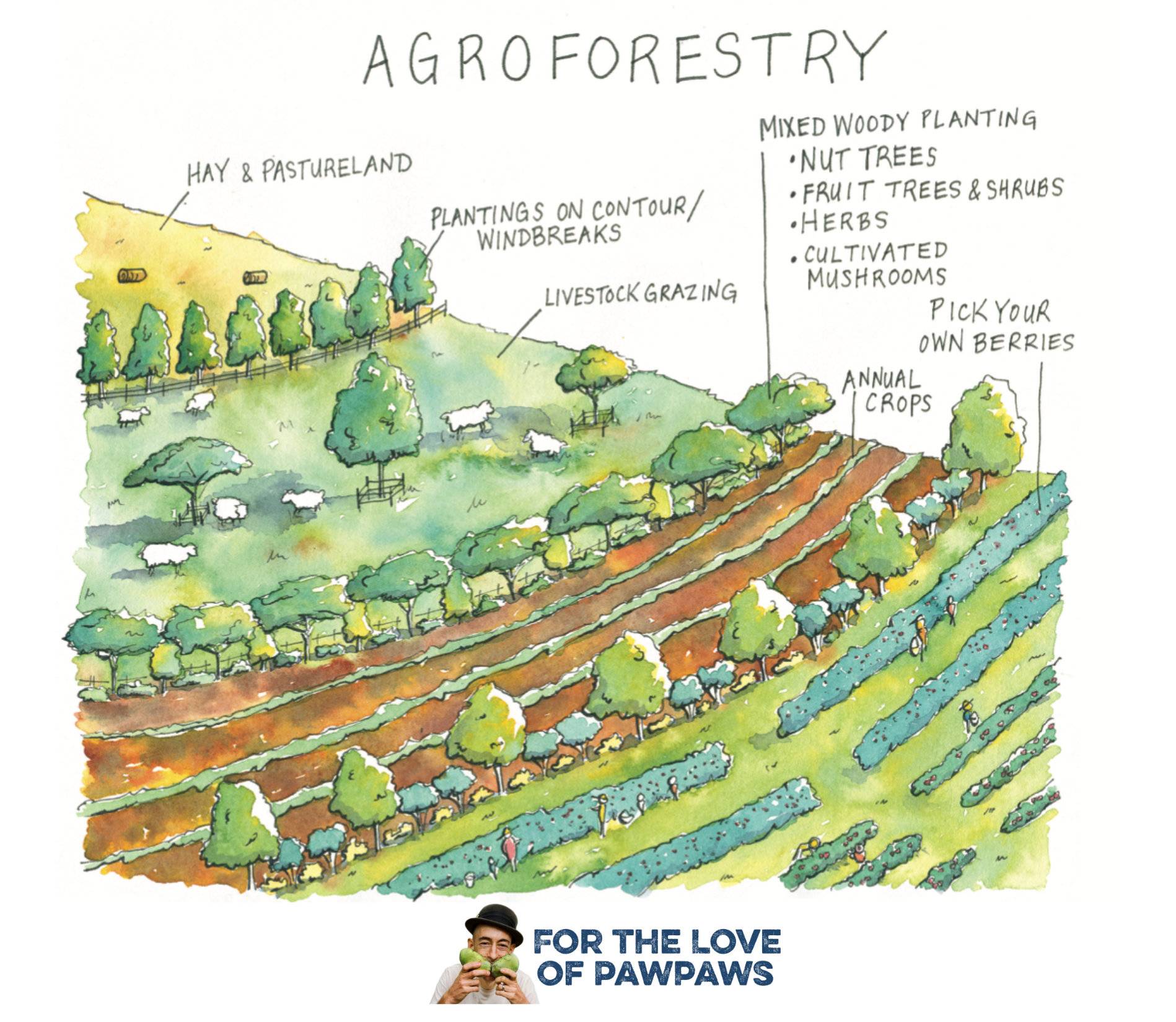 Agroforestry | Ecologia Design