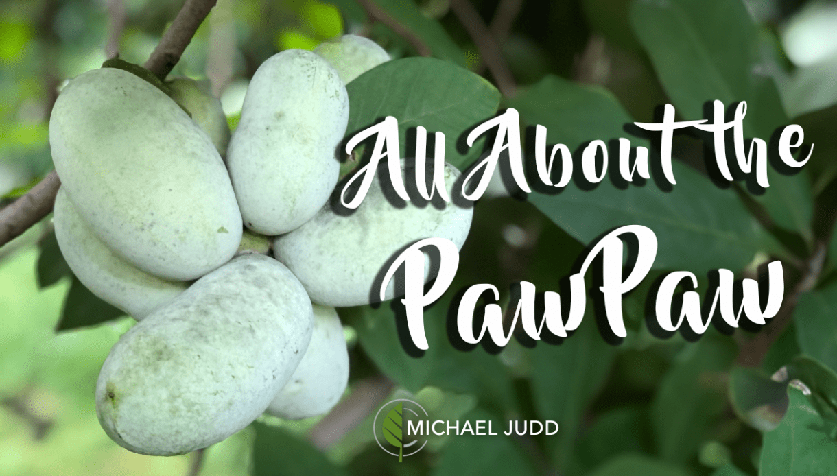 Ecologia Design | Edible & Ecological Landscapes