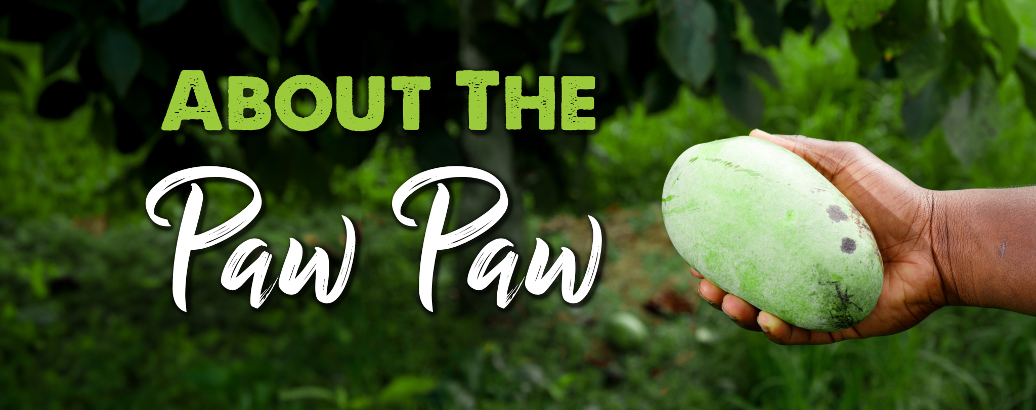 Unveiling Pawpaws: North America’s Tropical Delight | Ecologia Design