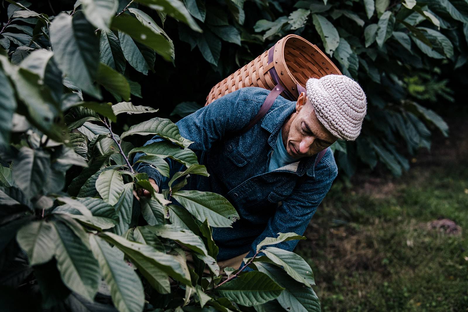 Unveiling Pawpaws: North America’s Tropical Delight | Ecologia Design